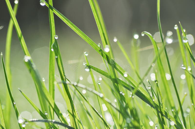 Dewdrop on grass stock photo. Image of stem, bright, condensation ...