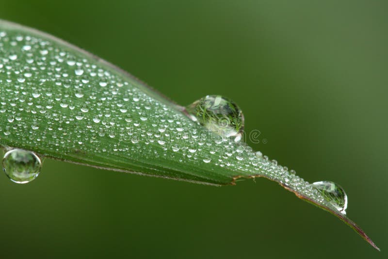 Dewdrop stock photo. Image of reflected, rays, drop, plant - 41932886