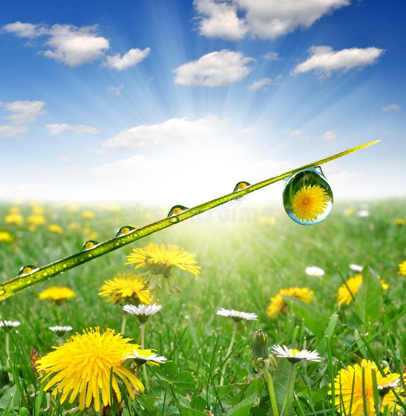 Dewdrops stock image. Image of environmental, purity - 19430067