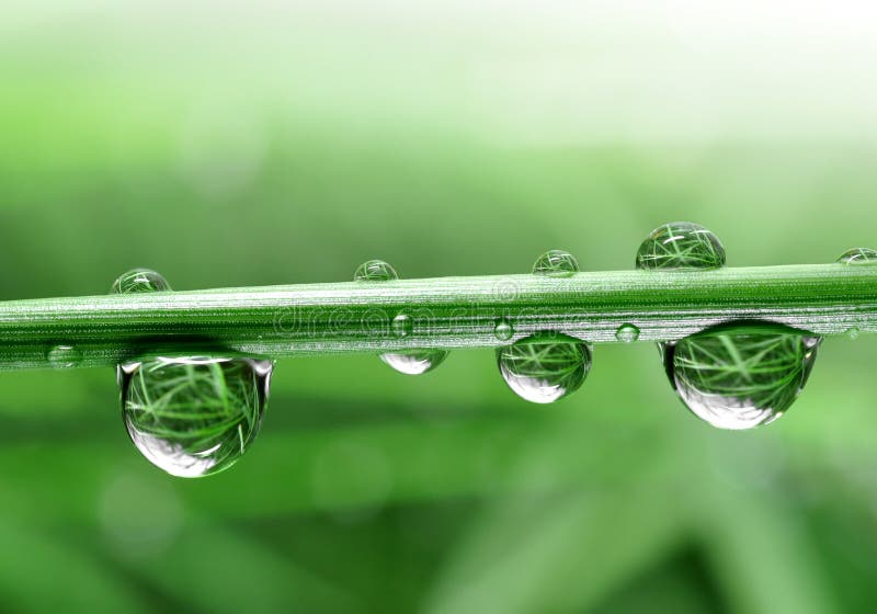 Dewdrops stock photo. Image of life, grass, rain, environmental - 19430066
