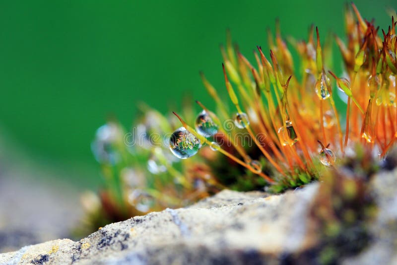 Dewdrops Photos Stock - Téléchargez 8,053 Photos libres de droits