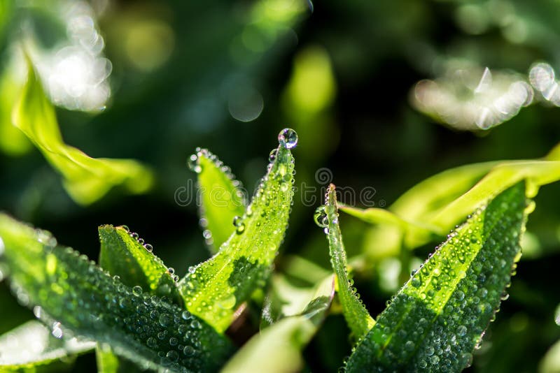 Dewdrops Photos Stock - Téléchargez 8,053 Photos libres de droits