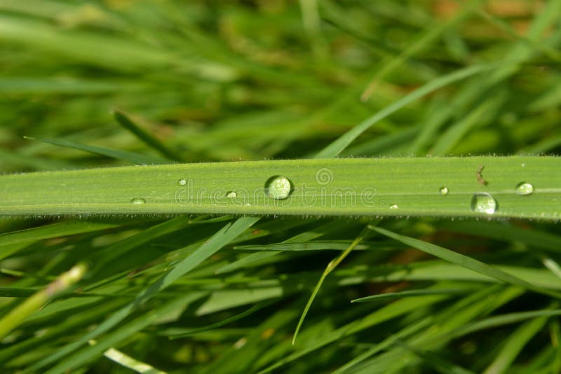 Dewdrops Photos Stock - Téléchargez 8,053 Photos libres de droits