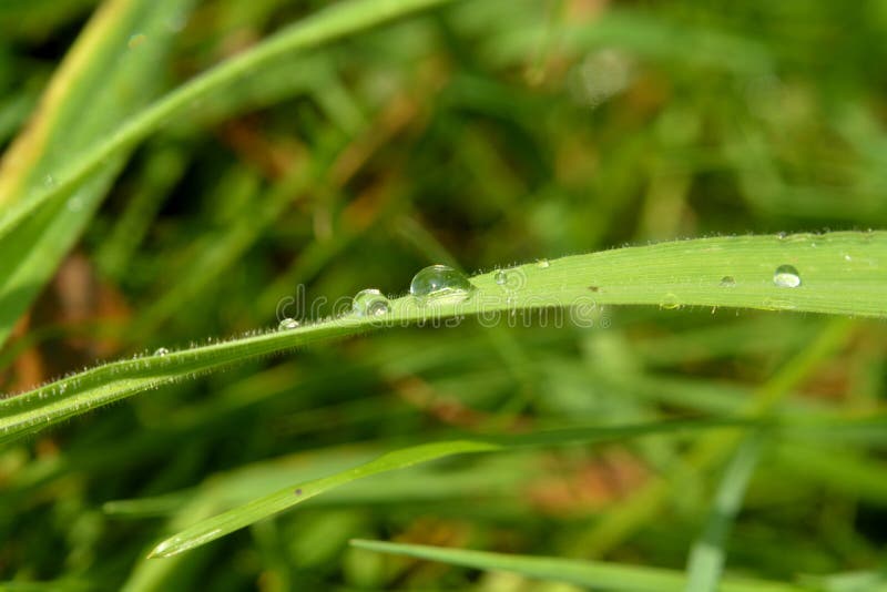Dewdrops Photos Stock - Téléchargez 8,053 Photos libres de droits