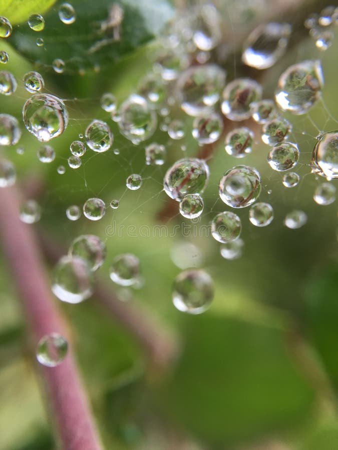 Dewdrops stock image. Image of dewdrops, spider, spring - 54566381