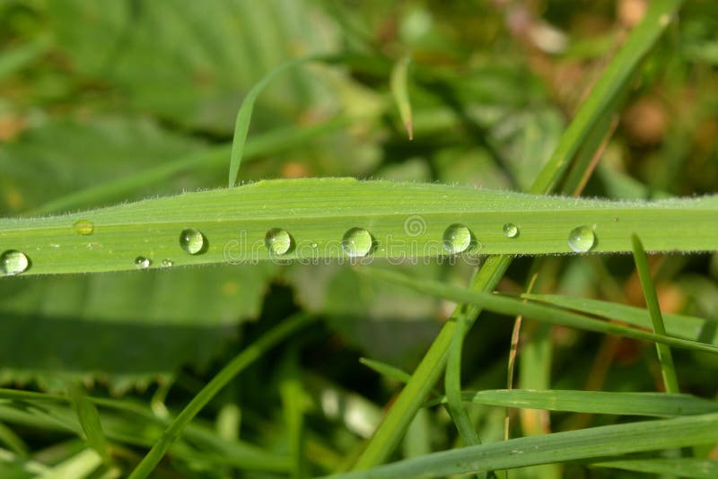 Dewdrops stock image. Image of meadow, fresh, dewdrops - 78217213