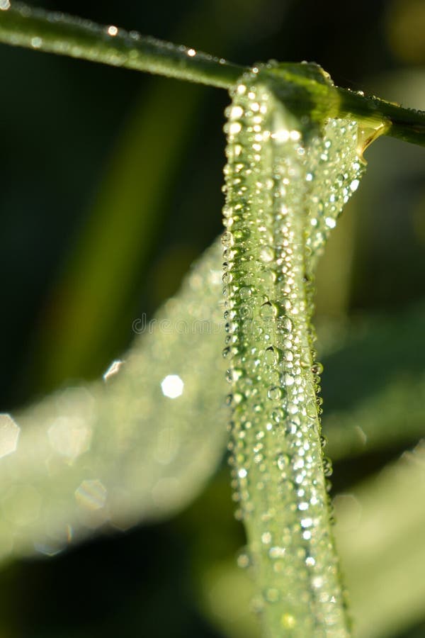 Dewdrops stock image. Image of condensation, waterdrop - 78219215