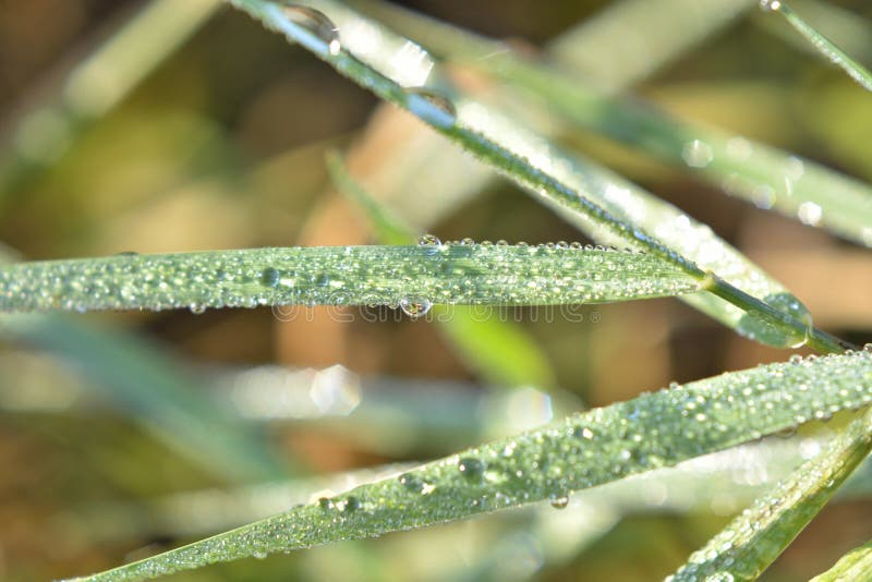 Dewdrops stock image. Image of raindrop, condensation - 78221373