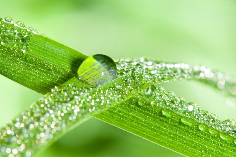 Dew water drop stock photo. Image of close, selective - 8442440