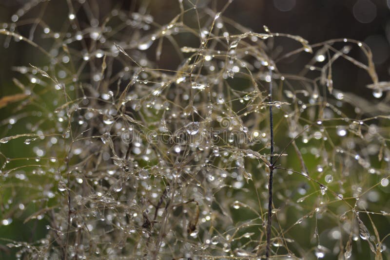Dewdrops stock image. Image of liquid, dewdrops, waterdrop - 78688659