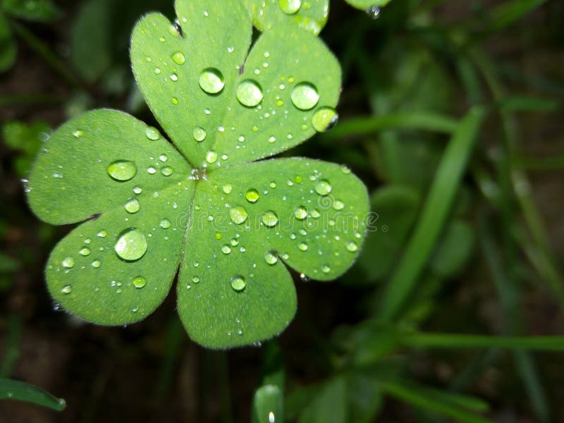 Flawer stock image. Image of shamrock, dewdrops, nature - 67893305