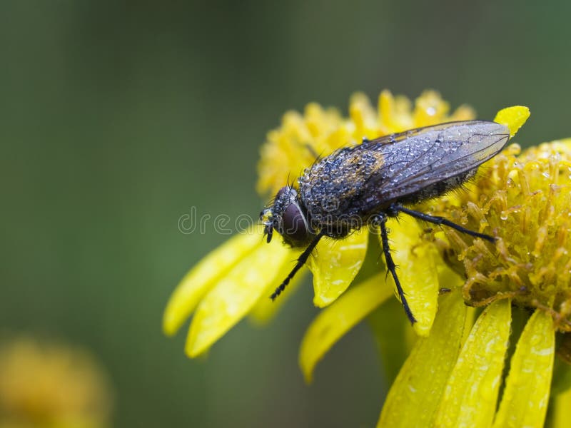 Dewey fly on flower stock photo. Image of insect, resting - 7292240