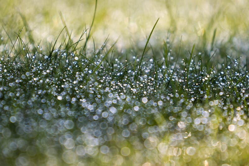 Dews stock image. Image of dews, brightly, magnification - 21208571