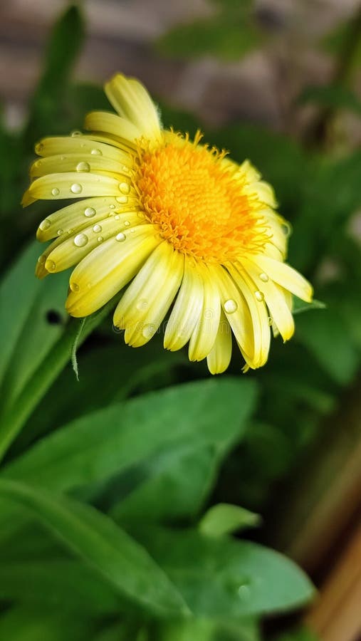 Dews on Yellow Daisy Flower Stock Photo - Image of dews, summer: 376900460