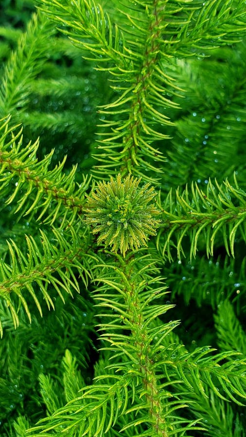 A Dewy Christmas Tree stock image. Image of pine, dewy - 164015605