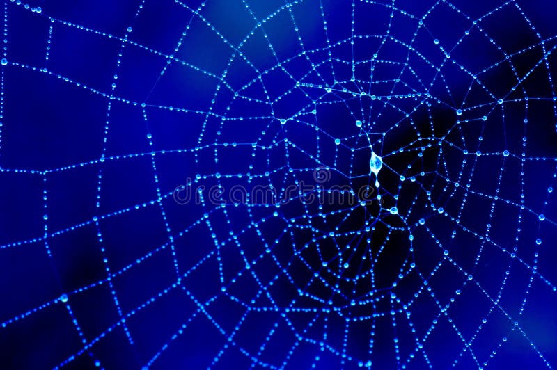 Dewy cobweb in blue stock photo. Image of spider, plexus - 6274150