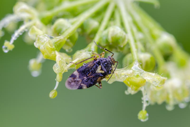 Dewy Common Nettle Bug on Grass Stock Image - Image of outdoor, close ...