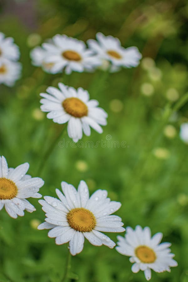 Daisy patch in the forest stock image. Image of sunrays - 3798639