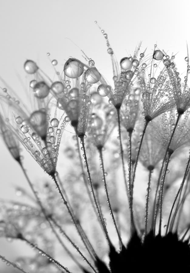 Dewy dandelion stock photo. Image of lifestyle, dewy - 19808226