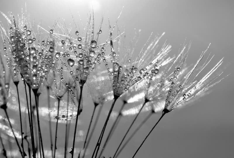 Dewy dandelion stock photo. Image of water, summer, meadow - 20199746