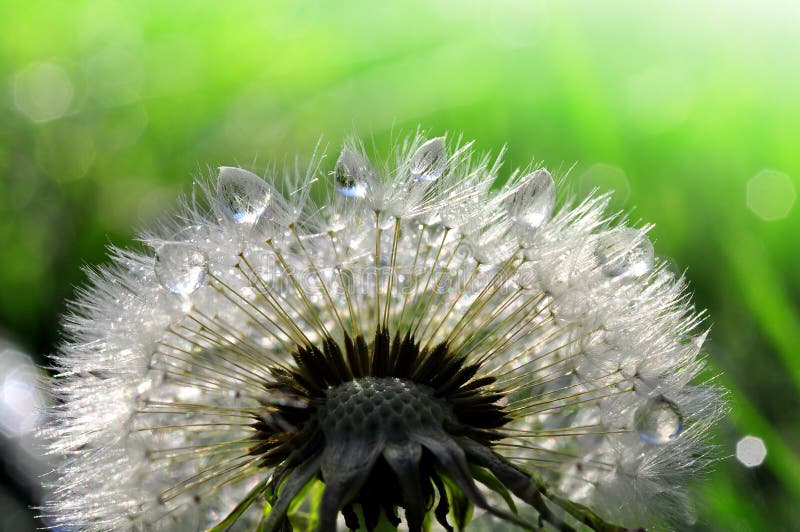 Dewy dandelion stock photo. Image of environment, garden - 34203246