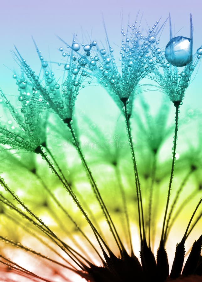 Dewy dandelion stock photo. Image of bright, life, condensation - 39005004