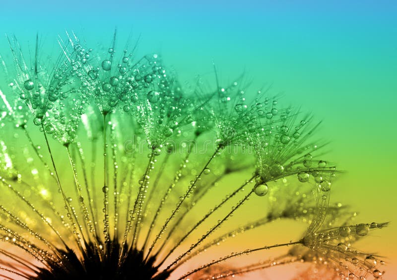 Dewy dandelion stock photo. Image of color, raindrop - 39666896