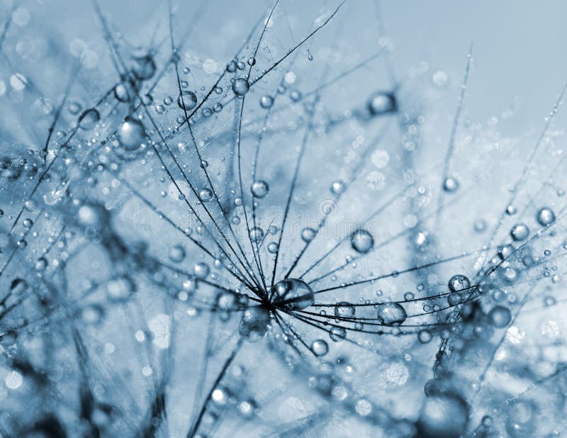 Dewy dandelion stock photo. Image of closeup, perfection - 39876486