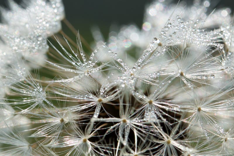Dewy Dandelion Seed Head stock image. Image of sparkle - 71617125