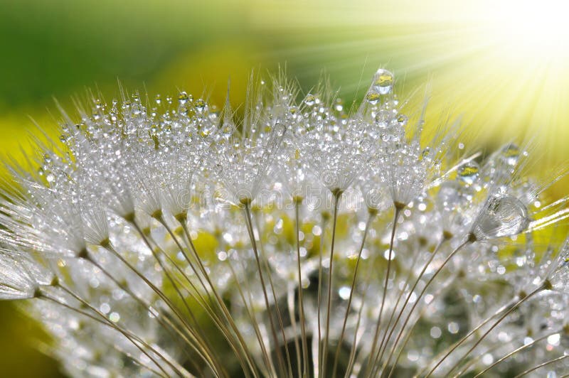 Dewy dandelion stock photo. Image of backgrounds, nature - 30198824