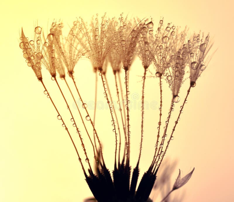 Dewy dandelion stock photo. Image of dewy, garden, freshness - 52402028