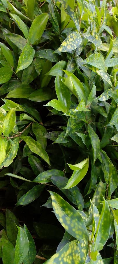 Dewy Dragon Trees Lembang Indonesia November 2023 Stock Image - Image ...