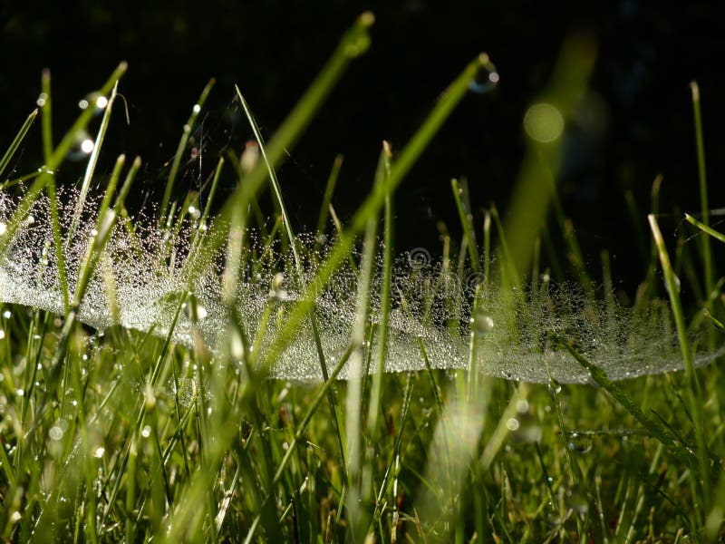 Dewy grass stock image. Image of lawn, early, garden - 10934123