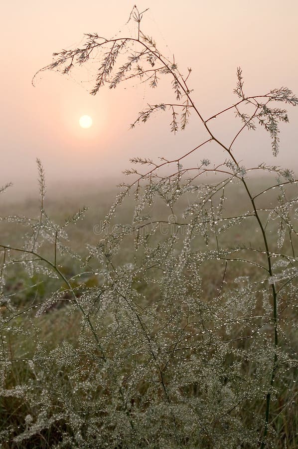 Dewy grass stock photo. Image of dripping, branch, drips - 1632044