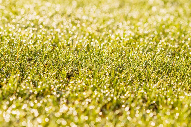 Dewy Grass with Blurred Background Stock Image - Image of texture ...