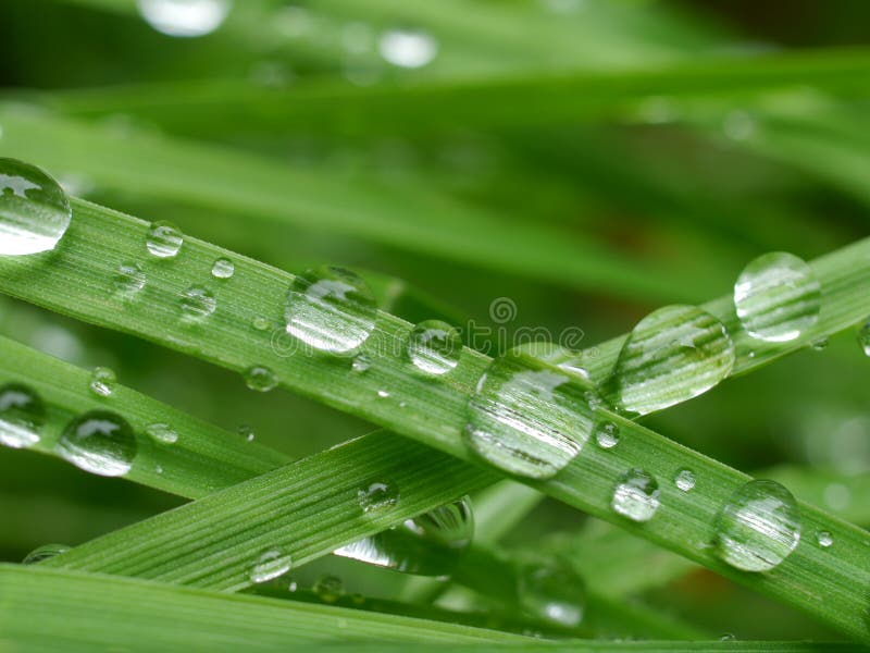 Dewy grass stock image. Image of liquidate, drop, rise - 33671287