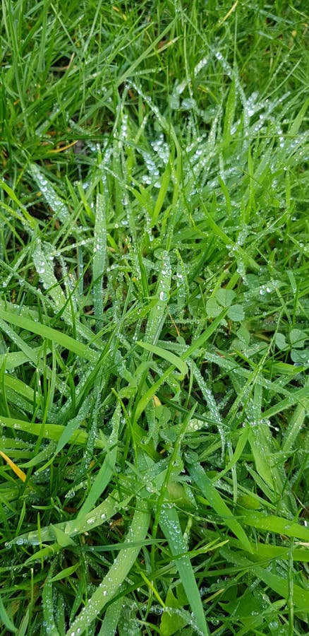 Dewy Grass at Ground Level stock photo. Image of macro - 20070072