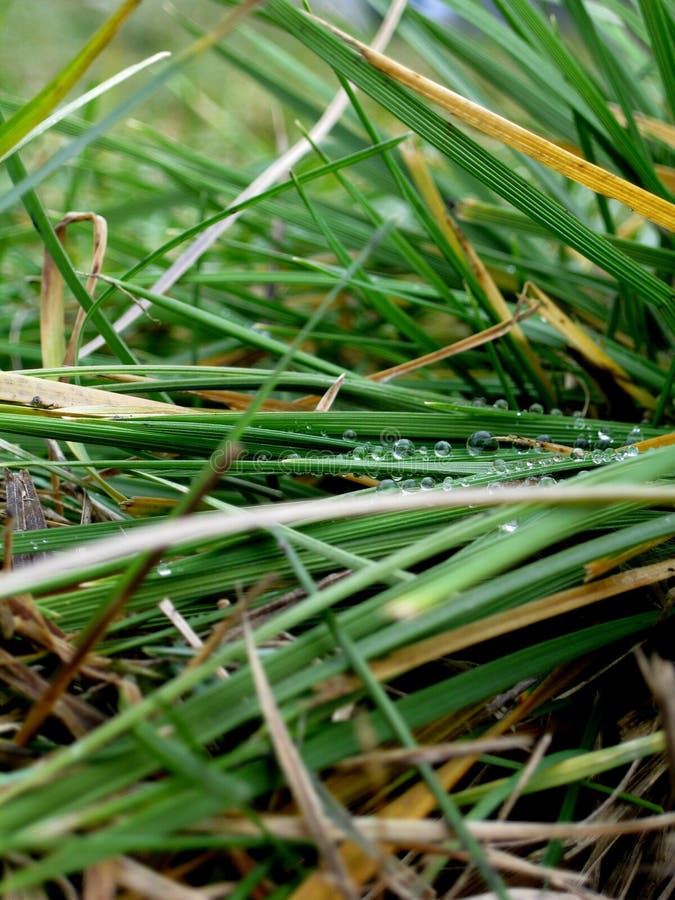 Dewy grass stock image. Image of grassplot, dewy, spider - 10934123