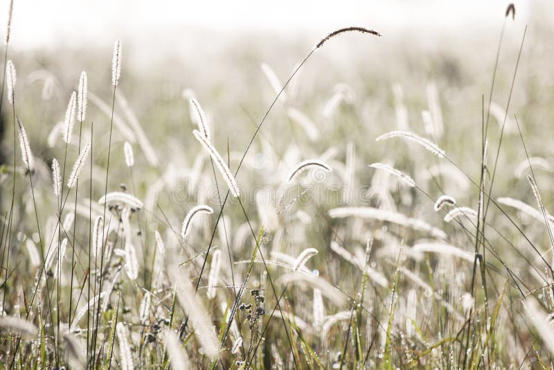 Dewy Grass stock photo. Image of moist, beautiful, dewy - 44250304