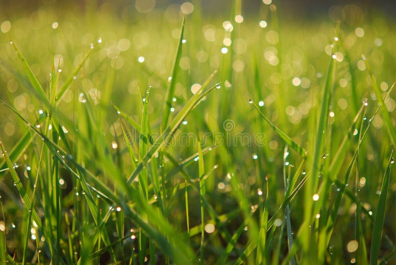Dewy Green Grass Background Stock Image - Image of details, moist: 14103081