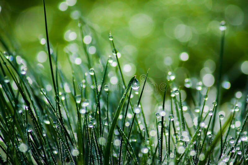 Dewy Green Grass, Blurred Background Stock Photo - Image of fresh, dewy ...