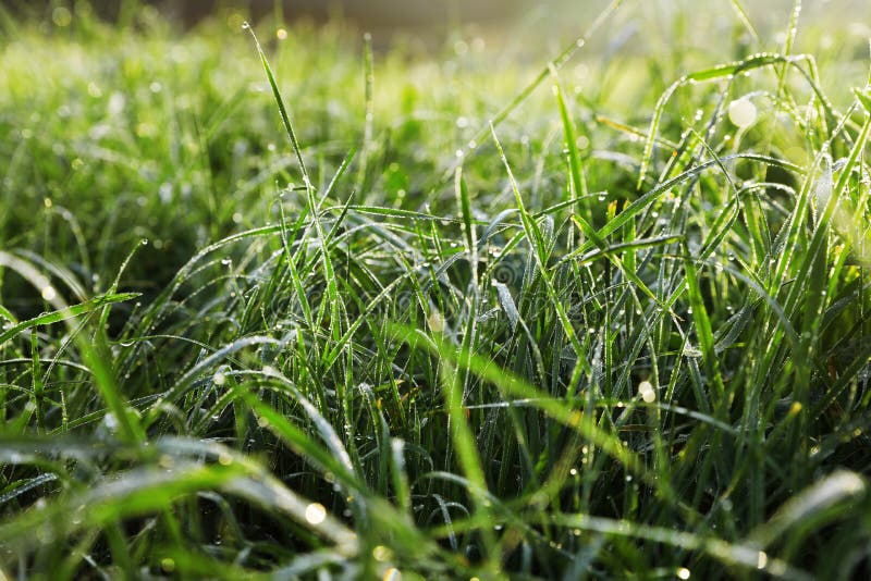 Dewy Green Grass on Wild Meadow, Stock Image - Image of fresh, growing ...