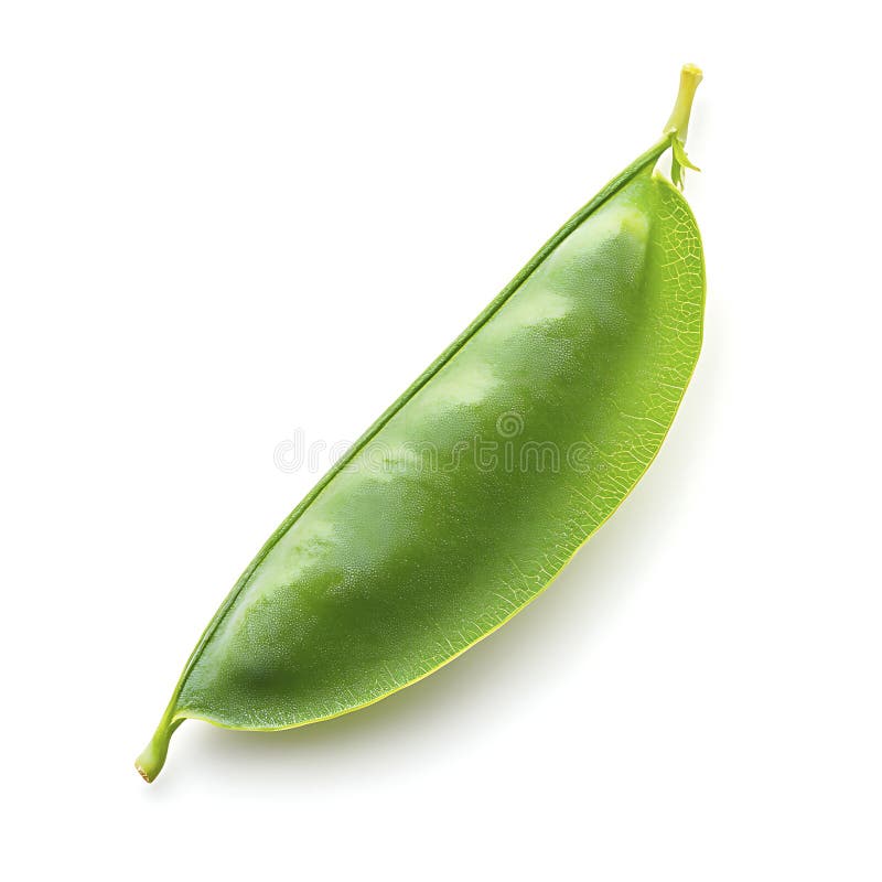 Dewy Green Pea Leaf Solo on White Background Clean and Bright Stock ...