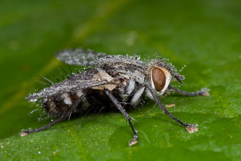 Fly drinking water stock photo. Image of flies, garden - 5611352