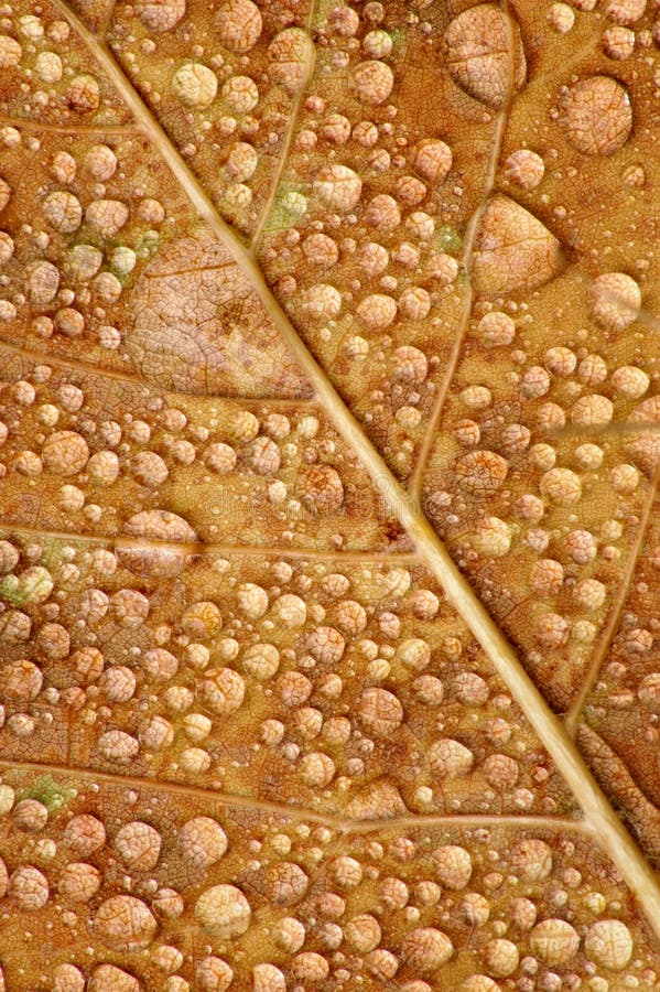 Dewy Leaf stock image. Image of raindrops, simplistic, autumn - 833001