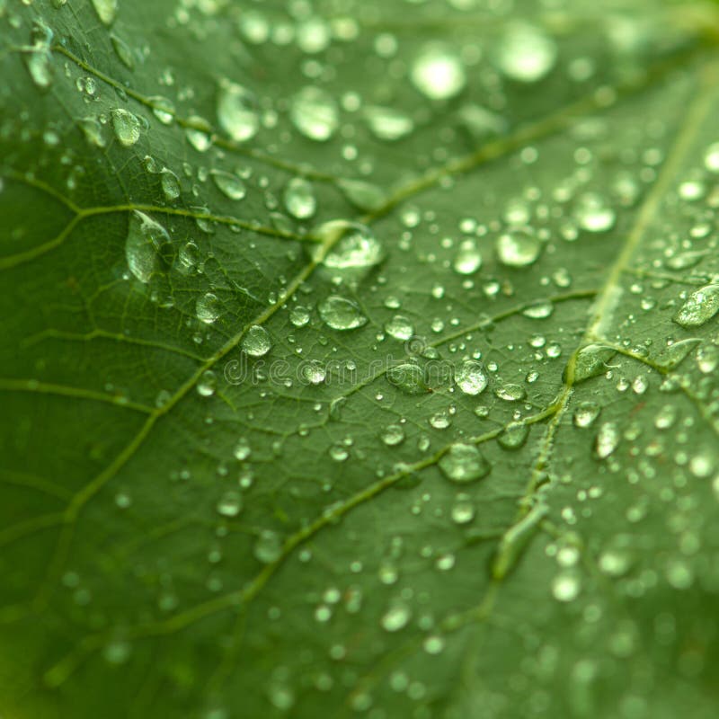 Dewy leaf stock image. Image of nerve, freshness, spring - 66515295
