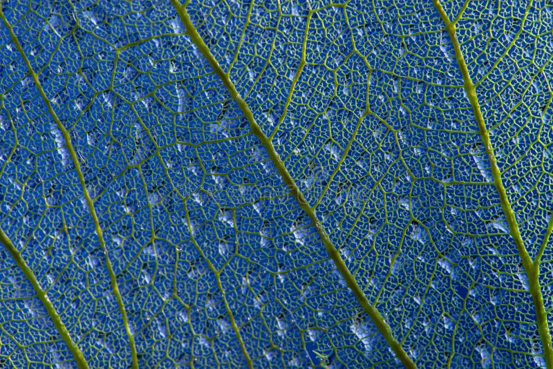 Dewy Leaf Skeleton, Leaf Background with Veins and Cells Stock Image - Image of abstract, detail ...