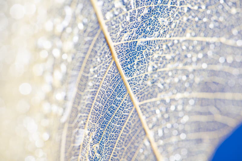 Dewy Leaf Skeleton Texture, Leaf Background with Veins and Cells Stock Photo - Image of ...