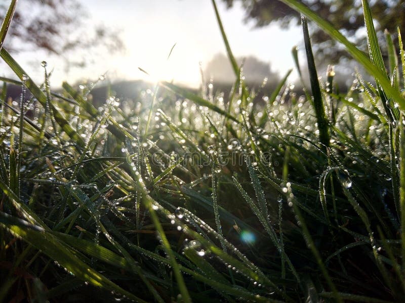 Dewy morning stock photo. Image of grass, drops, blades - 161920370
