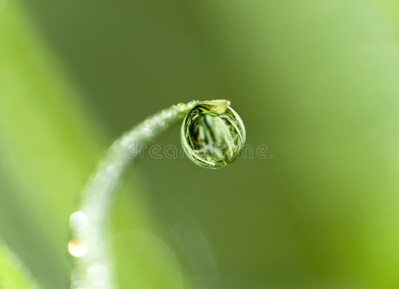 Dewy morning grass stock image. Image of fluid, biology - 23812039